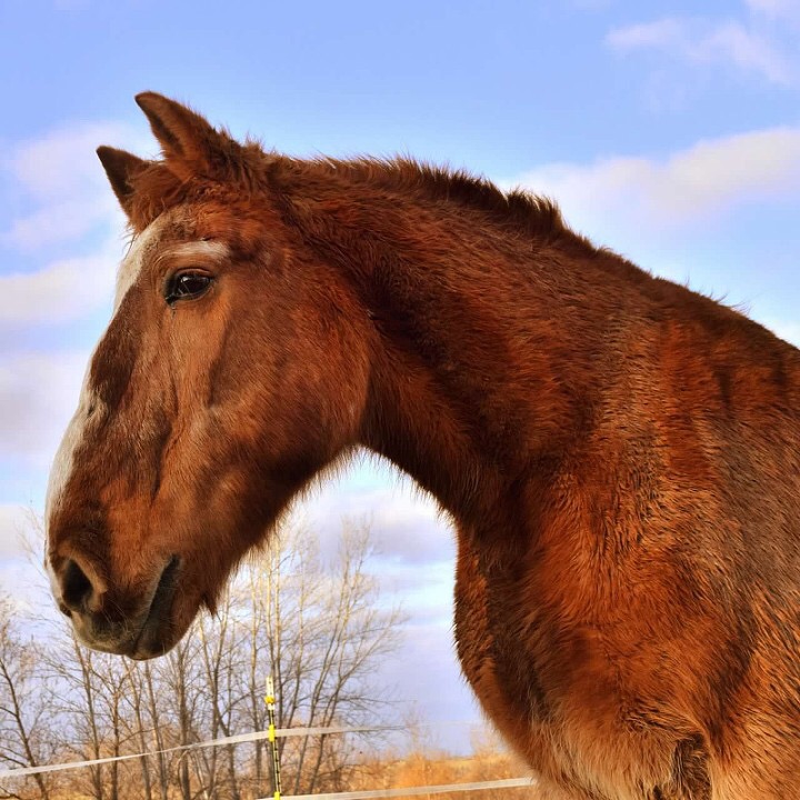 Gallery – Arms of Mercy Rescue